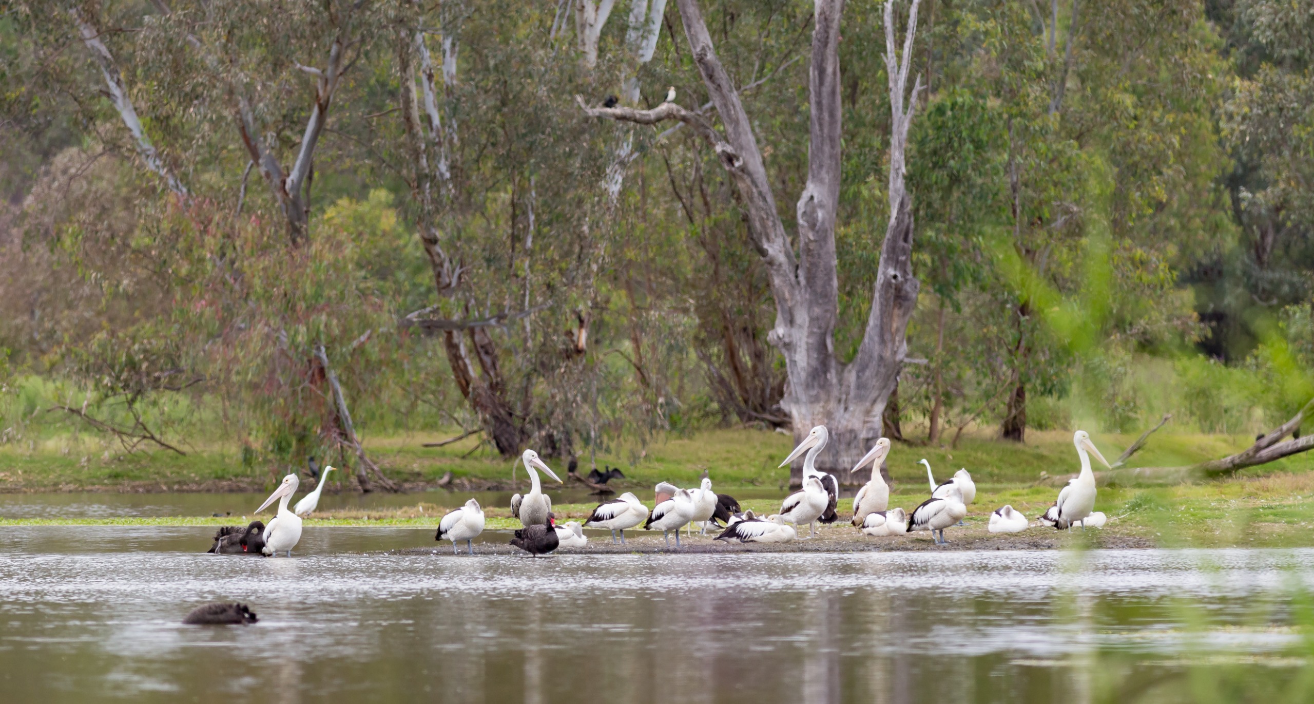 Wonga Wetlands | Murray River Experience | Engaging Albury